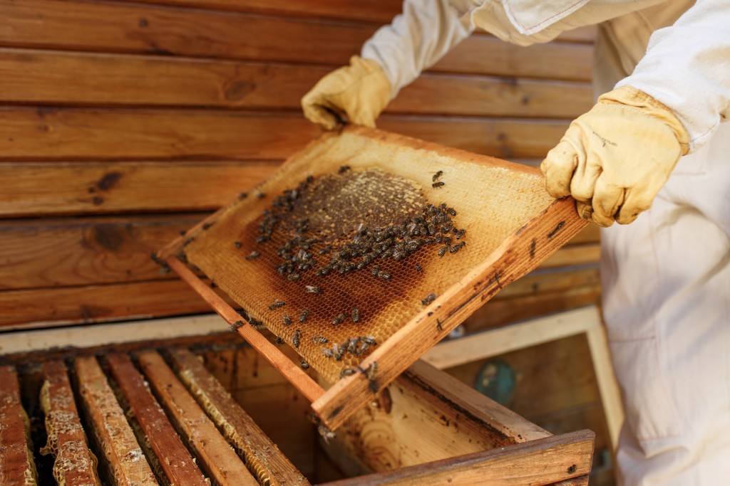 The Important Facts About Beekeeping - Tulla More Life
