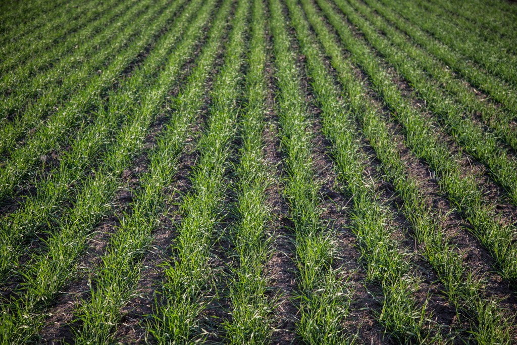 What You Need to Know Before Getting Into Seed Farming - Tulla More Life